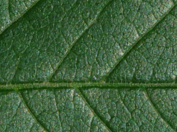 texture 0014 - Texturelib